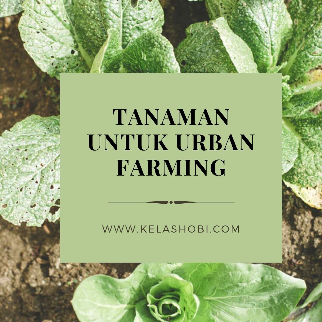 Urban Farming: Menanam ala Kota Besar – Kelas Hobi