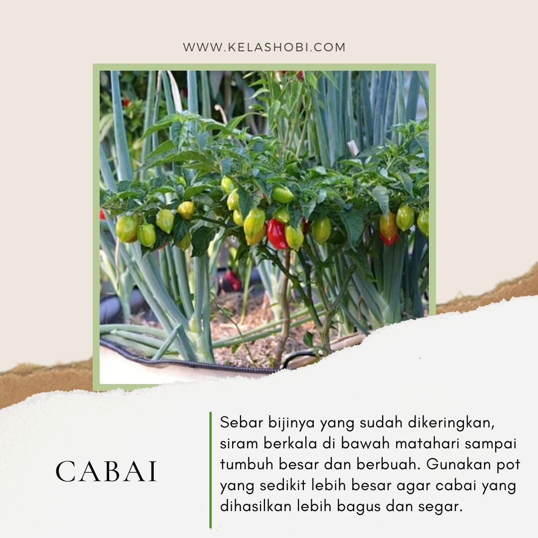 Urban Farming: Menanam ala Kota Besar – Kelas Hobi