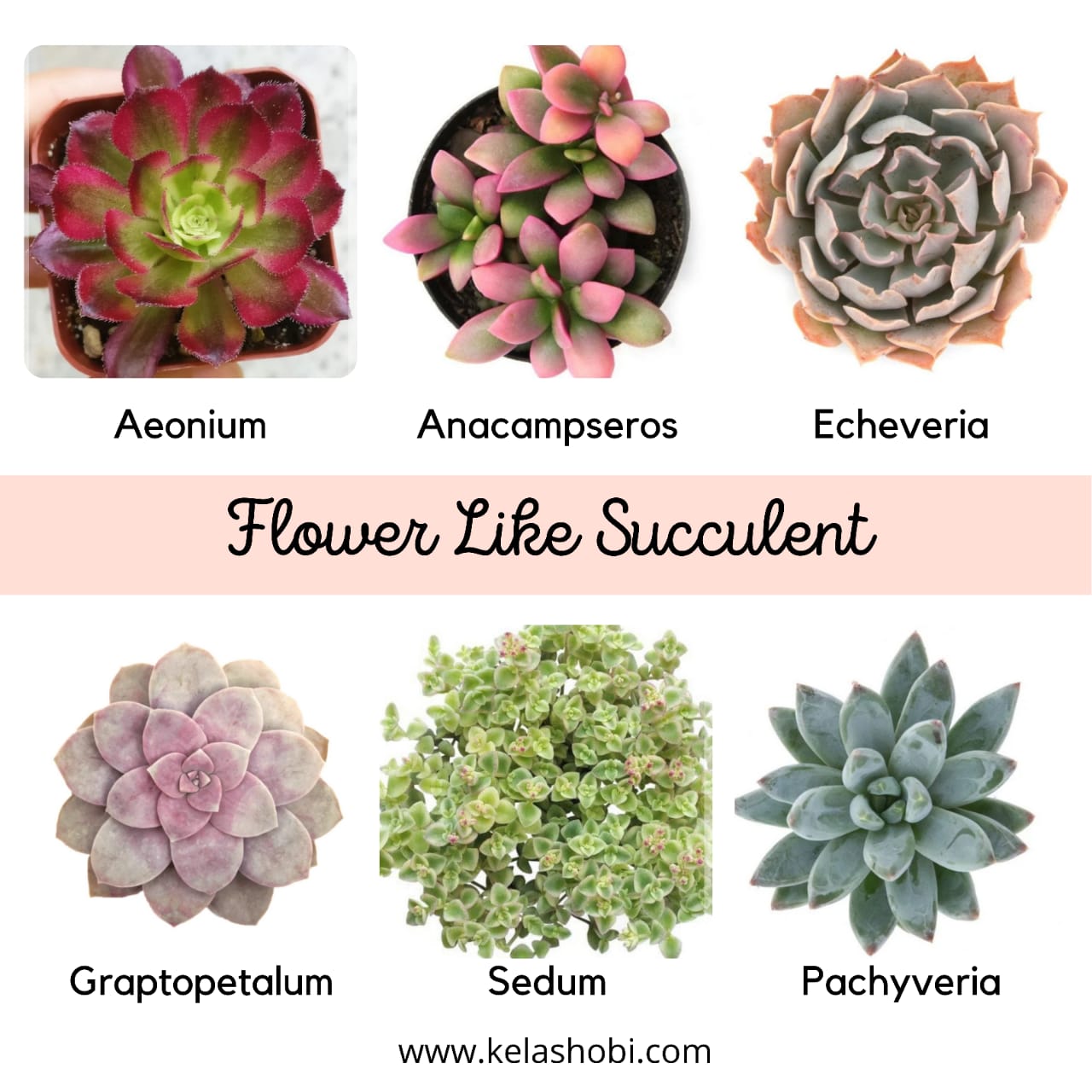 Succulent 101!! Kenalan dengan Sukulen Bareng KelasHobi x Konstelar ...